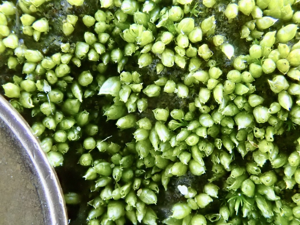 Mosses – Bryophytes of Santa Barbara
