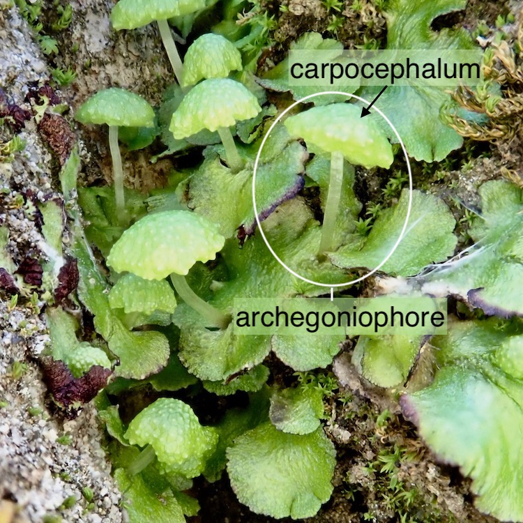 Liverwort Life Cycle – Bryophytes of Santa Barbara
