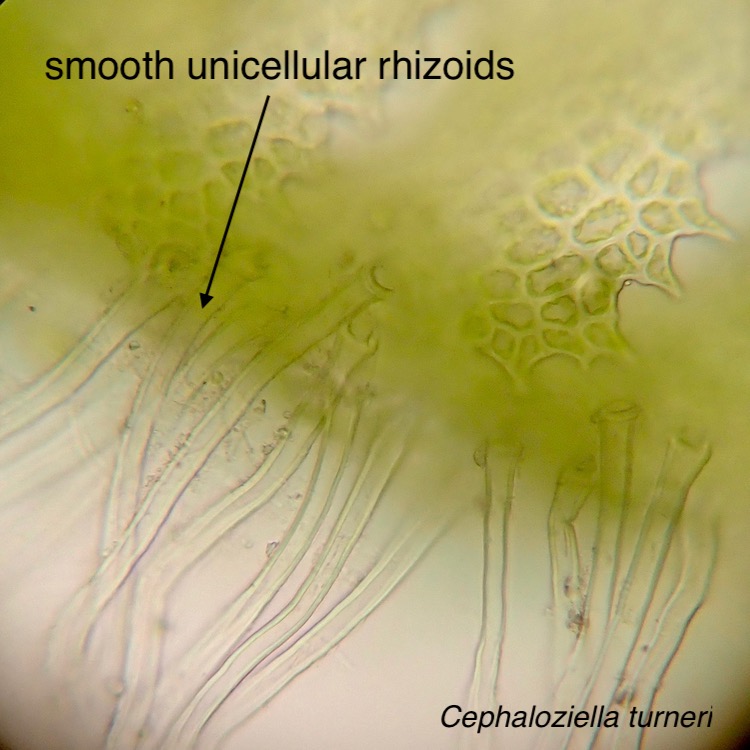 Unifying Characters of Liverworts – Bryophytes of Santa Barbara
