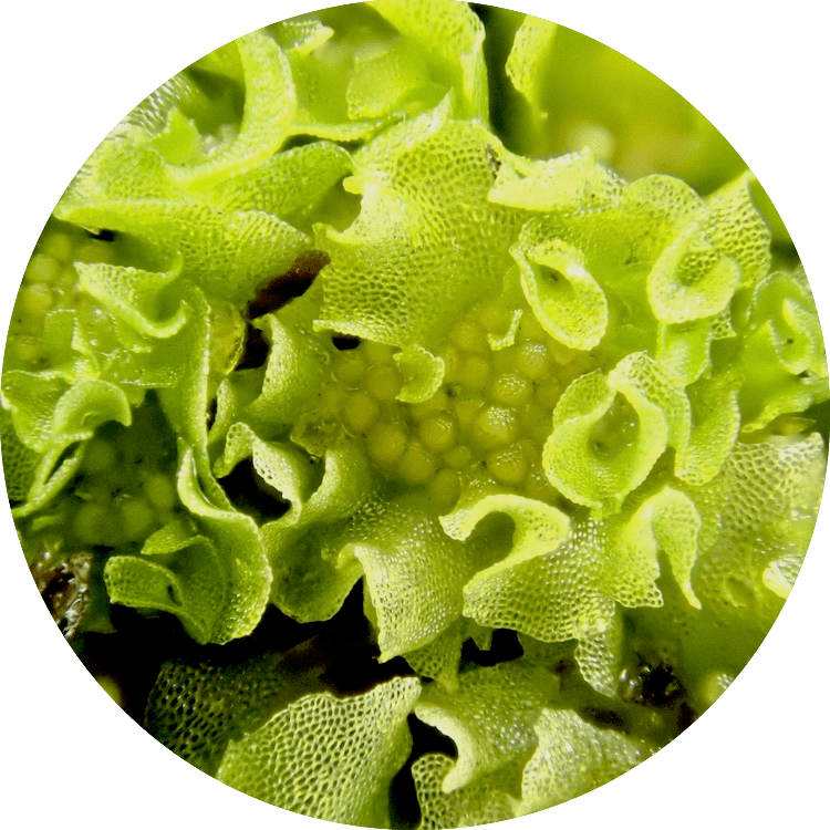 Liverwort Life Cycle – Bryophytes of Santa Barbara
