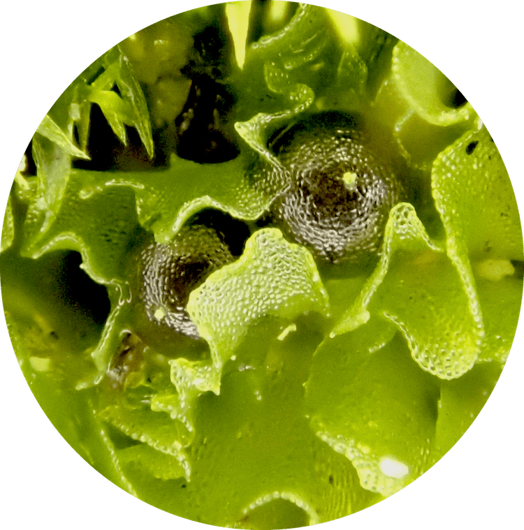 Liverwort Life Cycle – Bryophytes of Santa Barbara