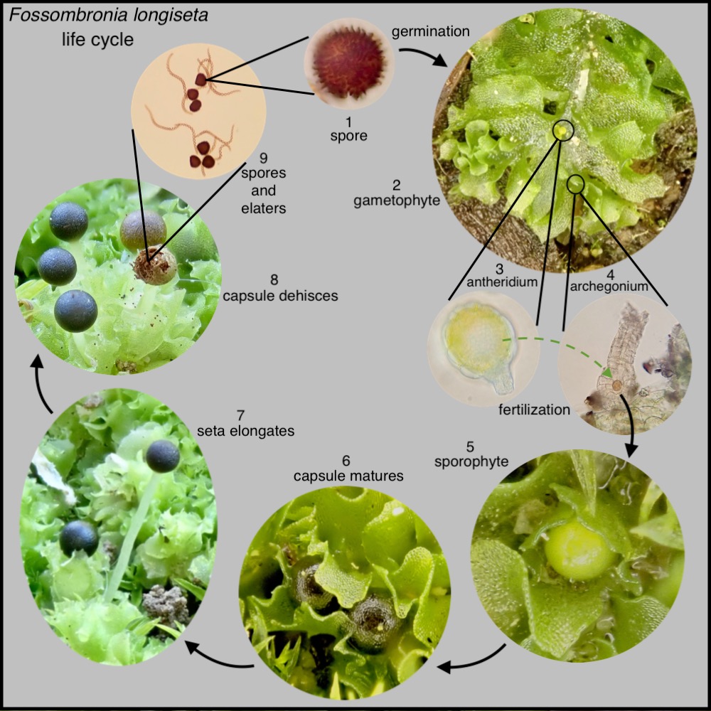 Liverwort Life Cycle – Bryophytes of Santa Barbara