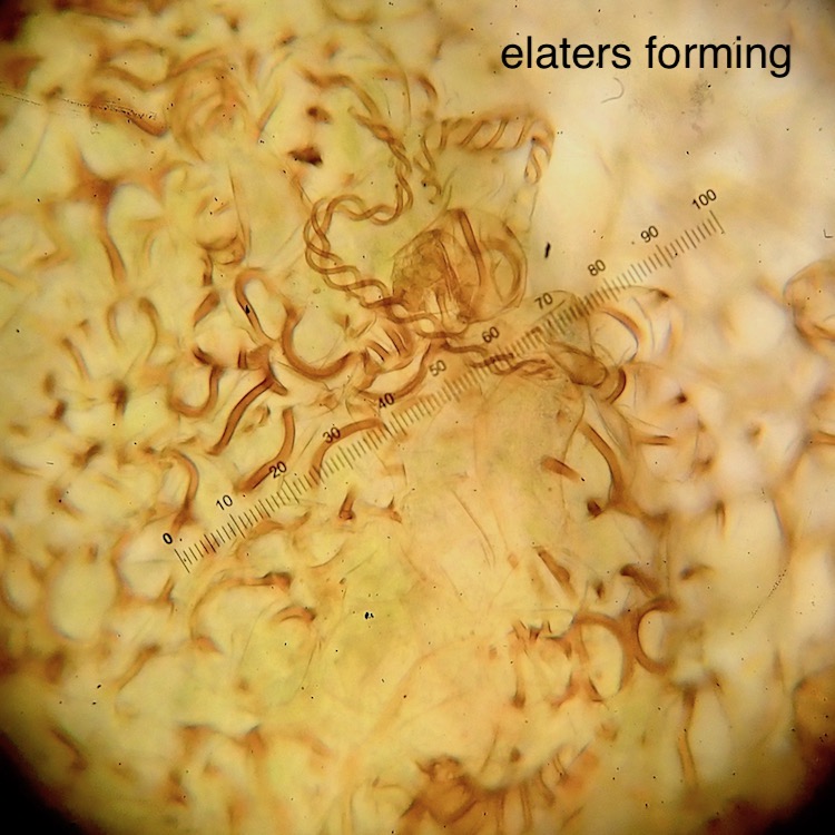 Unifying Characters of Liverworts – Bryophytes of Santa Barbara