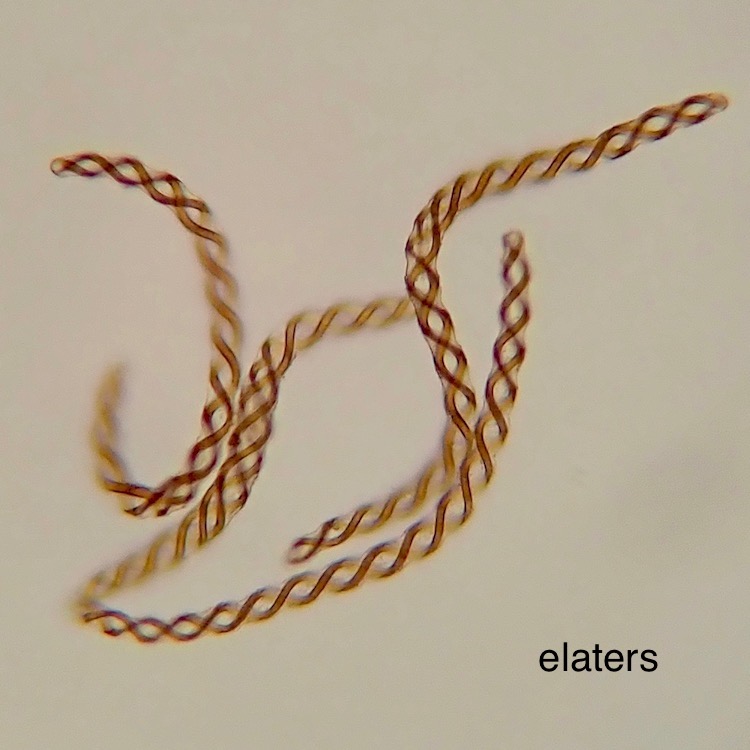 Unifying Characters of Liverworts – Bryophytes of Santa Barbara