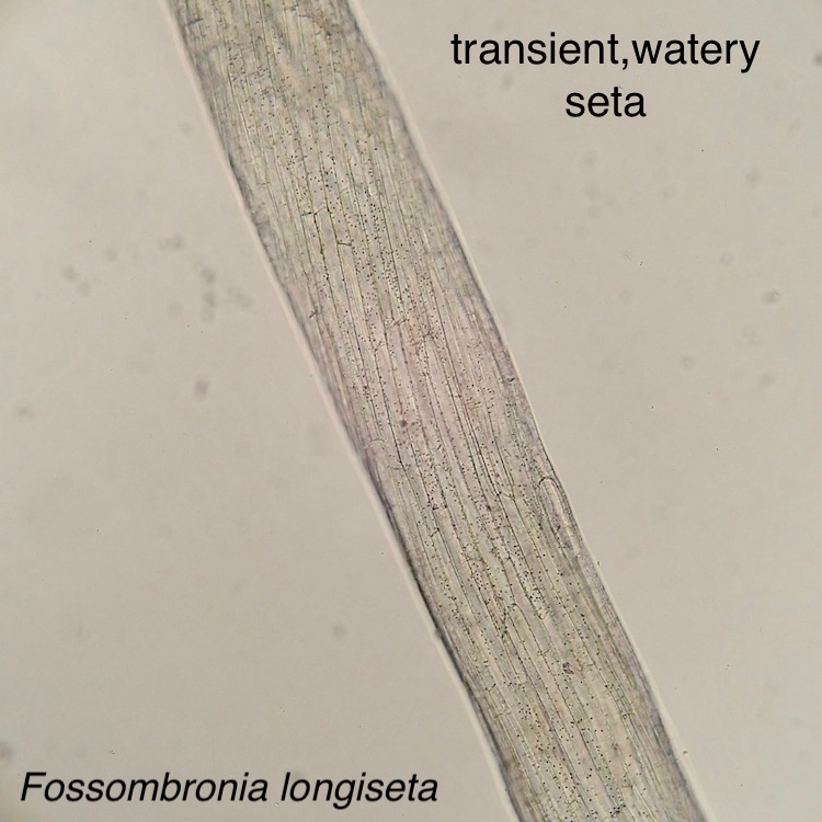Unifying Characters of Liverworts – Bryophytes of Santa Barbara