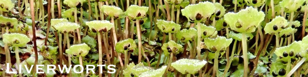 Liverworts – Bryophytes of Santa Barbara