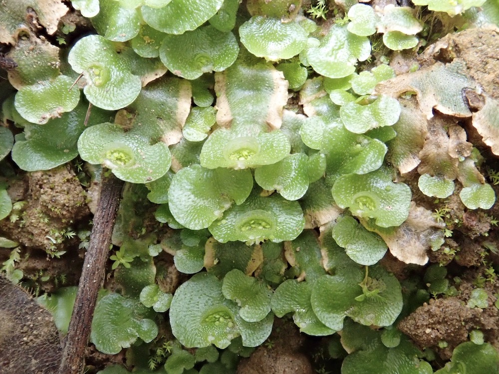 Lunularia cruciata – Bryophytes of Santa Barbara