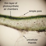 Lunularia cruciata – Bryophytes of Santa Barbara
