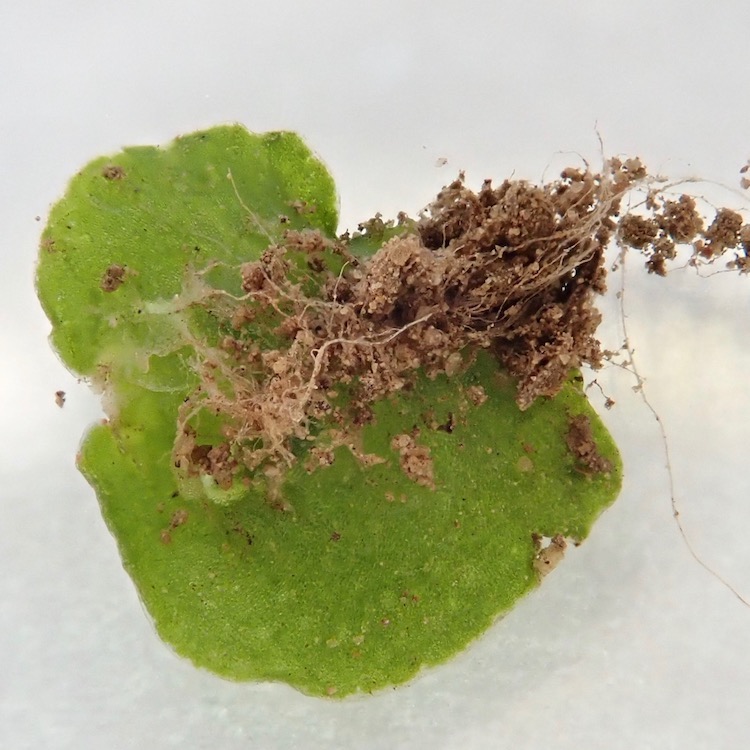 Lunularia cruciata – Bryophytes of Santa Barbara