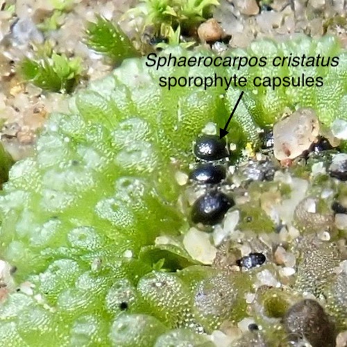 Unifying Characters of Liverworts – Bryophytes of Santa Barbara