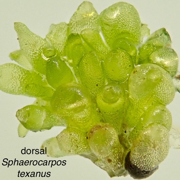 Unifying Characters of Liverworts – Bryophytes of Santa Barbara